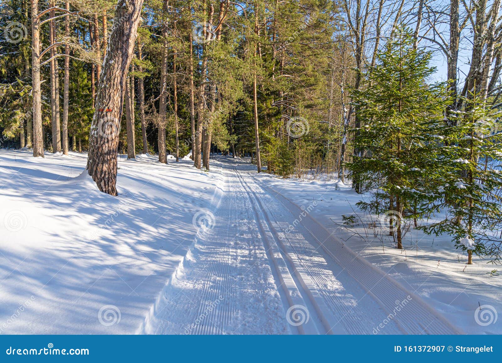 Ski Track in Snow in Forest on Sunny Day Stock Image - Image of active ...