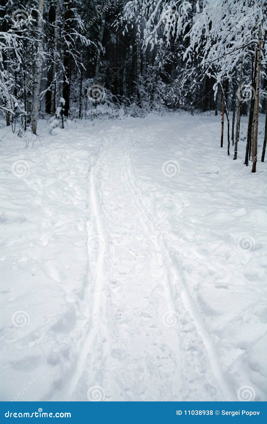Ski tracks stock photo. Image of park, deep, cross, blue - 11038938