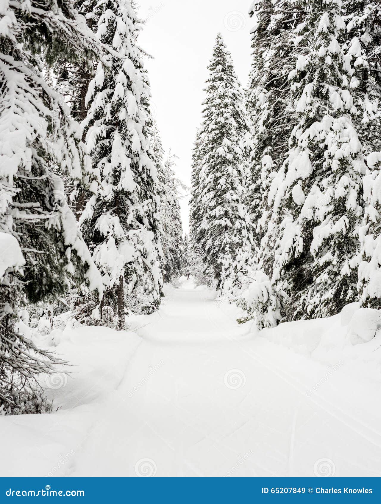 Ski Trail Leads through Snow Covered Trees in Forest Stock Image ...