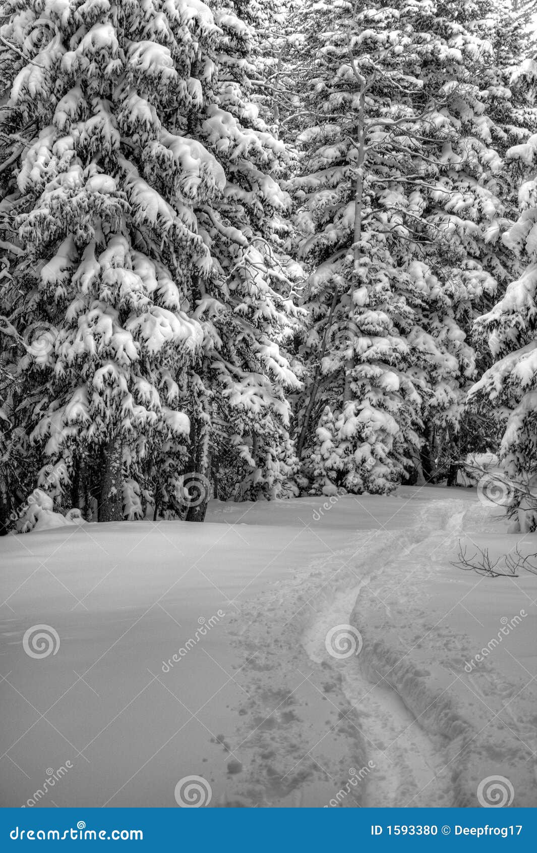 Ski Trail with Snow Covered Trees Stock Photo - Image of footstep ...