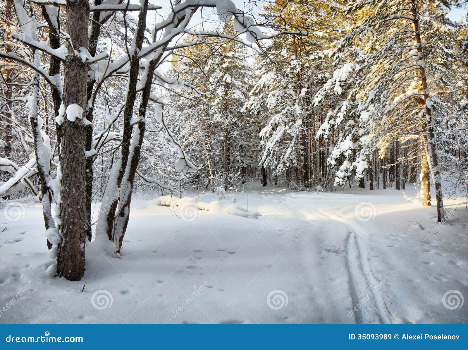 Ski Trail in the Winter Cold Woods Stock Image - Image of landscape ...