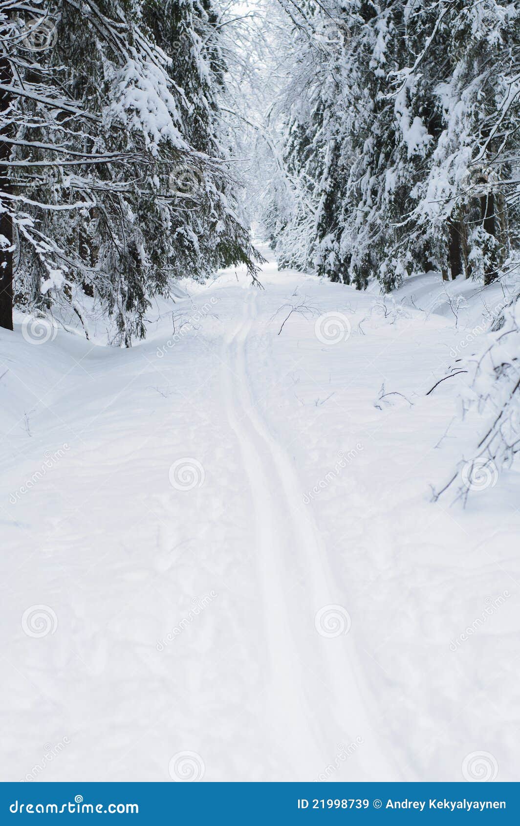 Ski trails in snowy woods stock image. Image of forests - 21998739