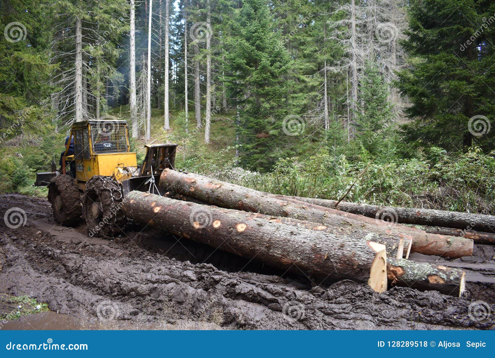 The Skidder Pulling the Timber through the Muddy Road Stock Photo ...