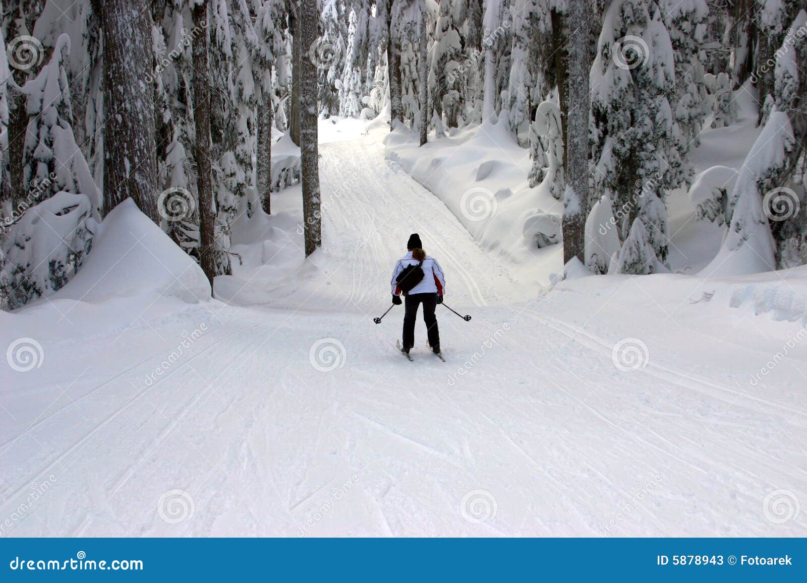 Skier Skiing in Winter Forest Stock Image - Image of female, activity ...