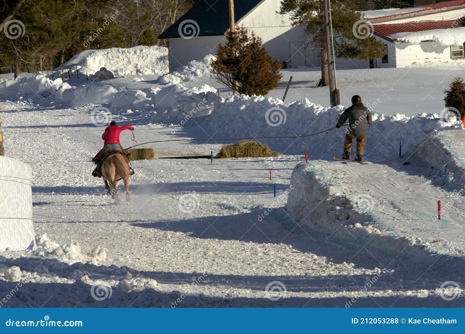 Skijoring Fun in the Wintertime Stock Photo - Image of galloping ...