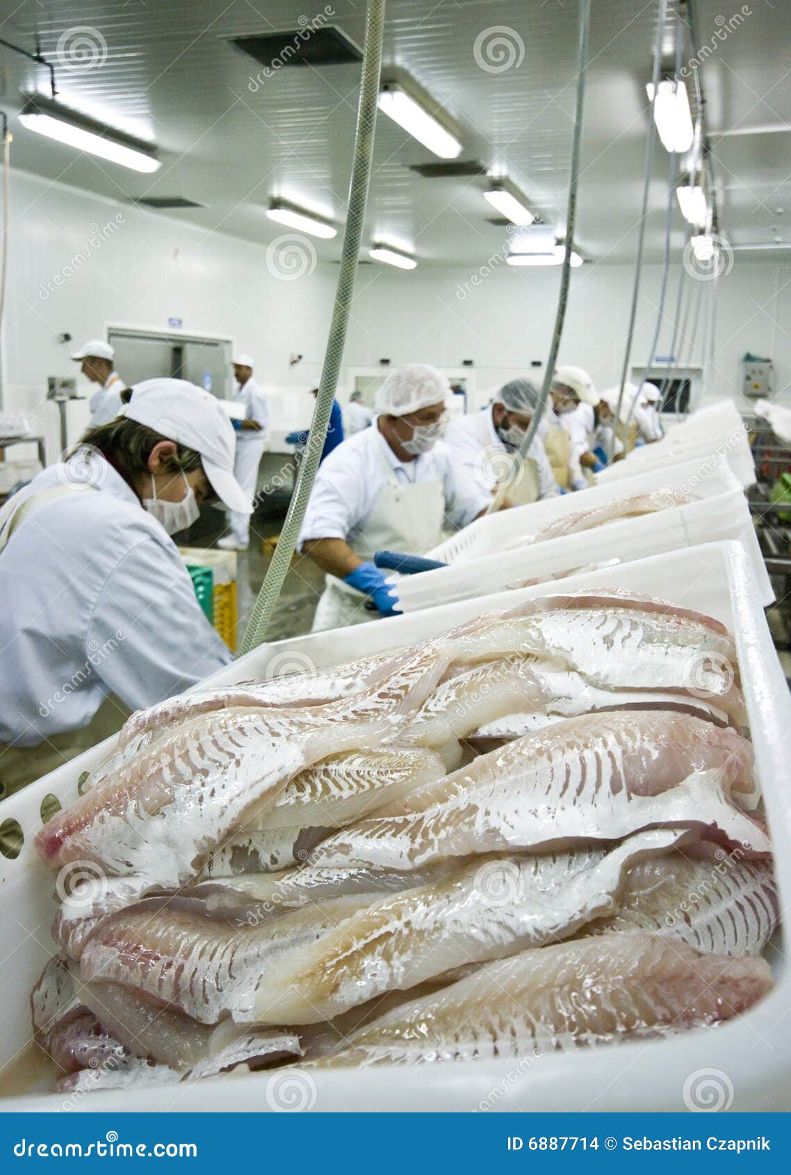 Skillful fish cutters stock photo. Image of female, male - 6887714