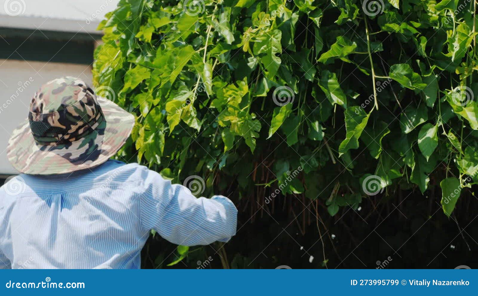 Skillful Gardener Pruning Trees in a Park Stock Video - Video of people ...