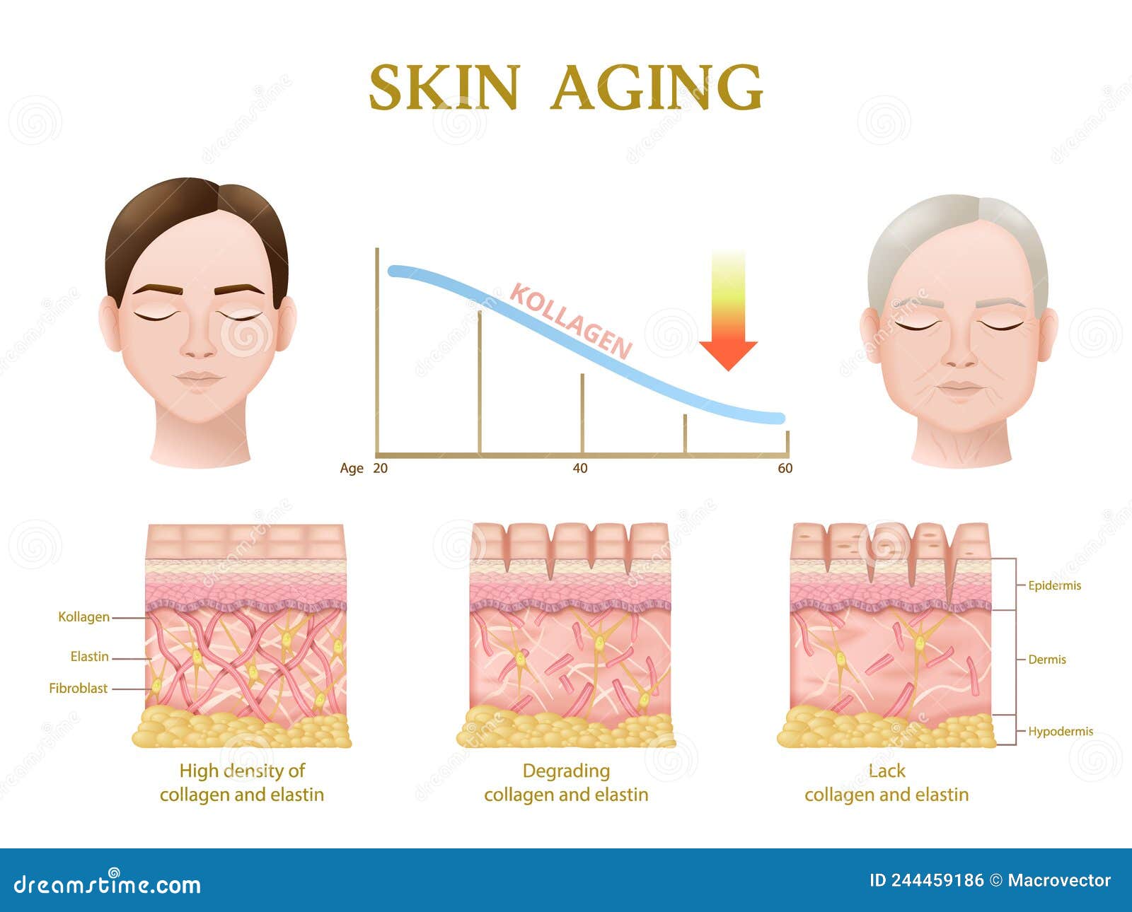Skin Aging Anatomy stock vector. Illustration of aging - 244459186