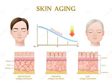 Skin Aging Anatomy stock vector. Illustration of layout - 248286324