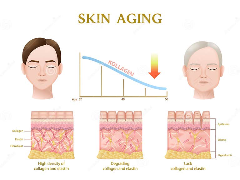 Skin Aging Anatomy stock vector. Illustration of layout - 248286324
