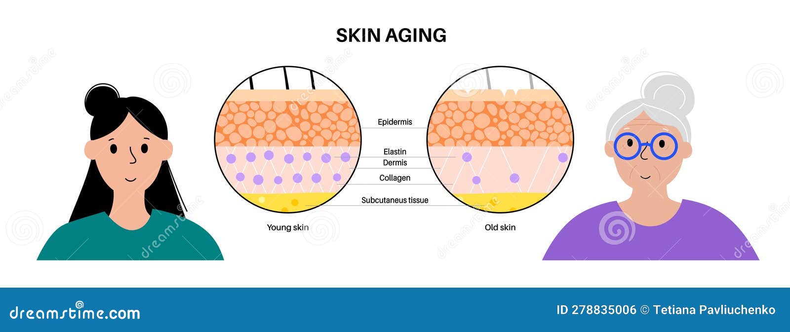 Skin aging poster stock vector. Illustration of organ - 278835006