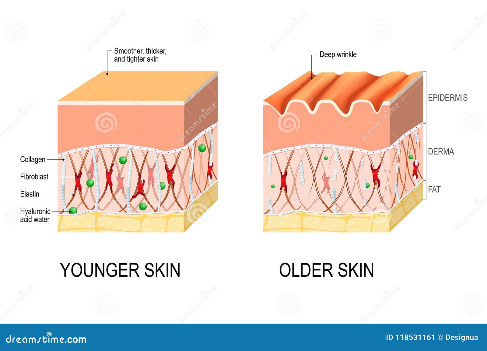 Skin Aging. Difference between the Skin of a Young and Elderly P Stock ...