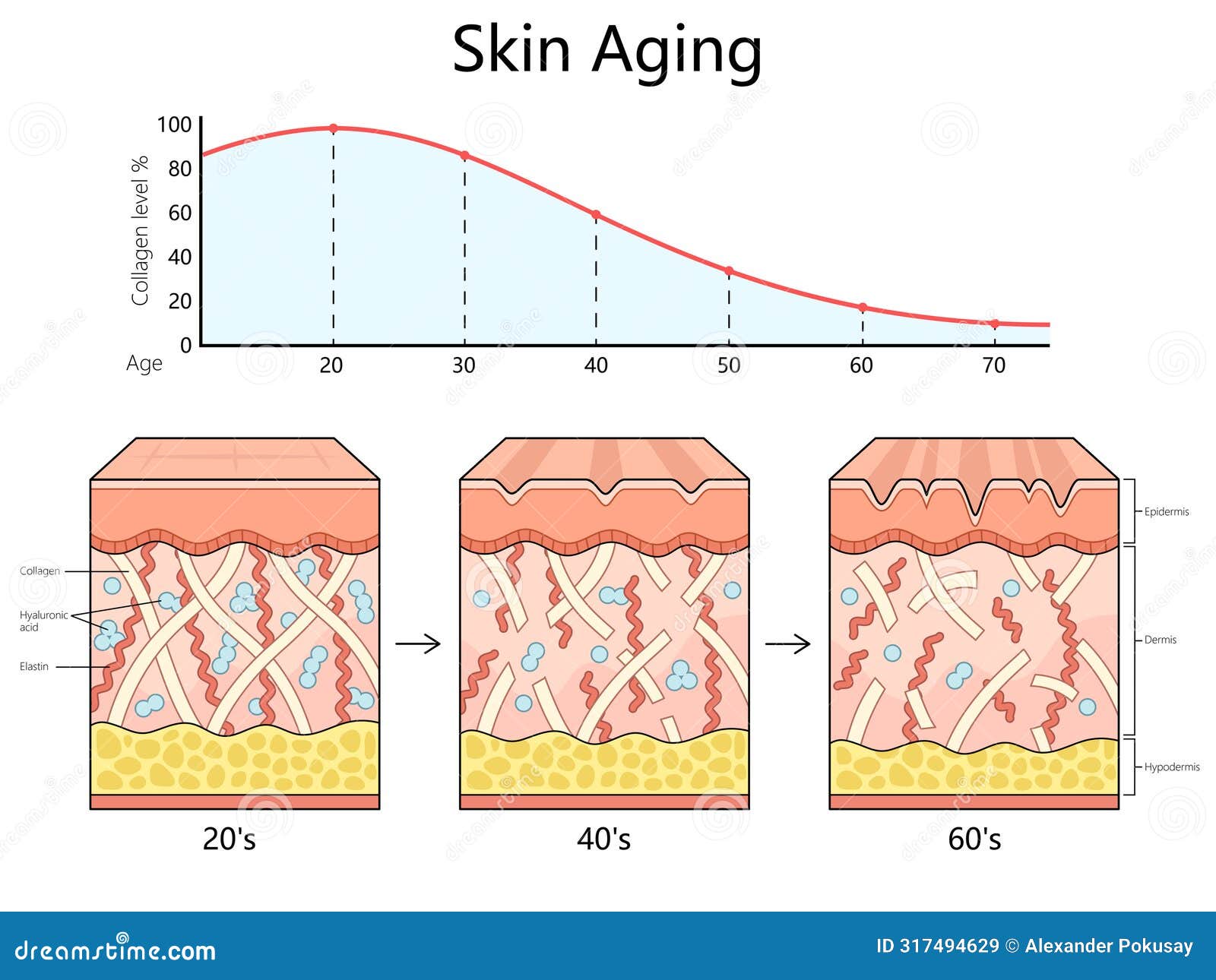 Schematic Of Aging Process A Flowchart Starting From DNA Structure ...