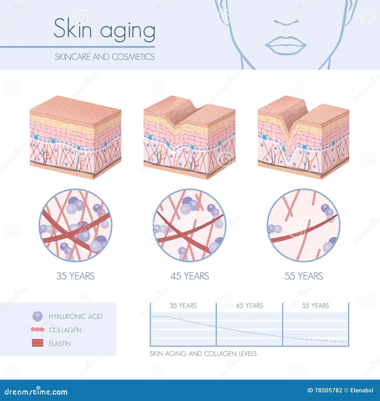 Skin aging stock vector. Illustration of medicine, elastic - 78505782