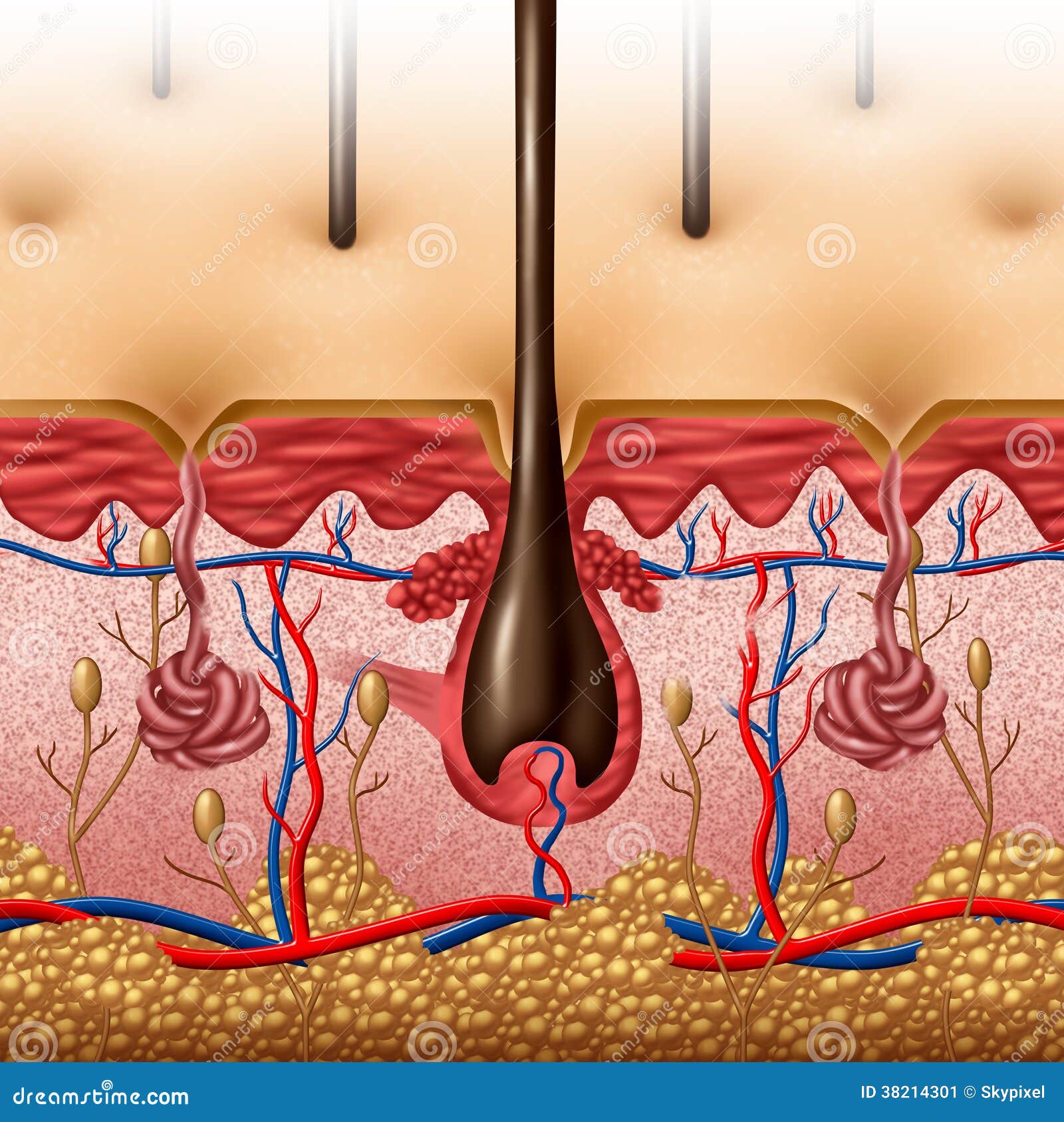 Skin Anatomy stock illustration. Illustration of organ - 38214301