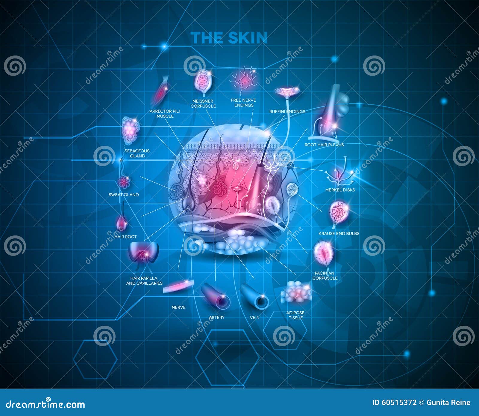 Skin anatomy background stock vector. Illustration of medical - 60515372