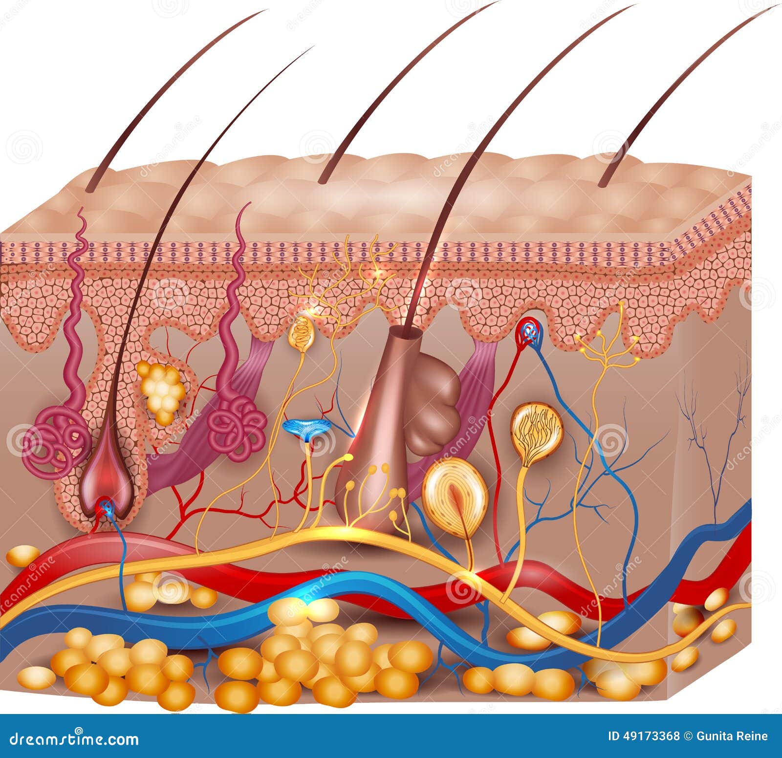 Skin Anatomy - NBKomputer Skin Anatomy - NBKomputer