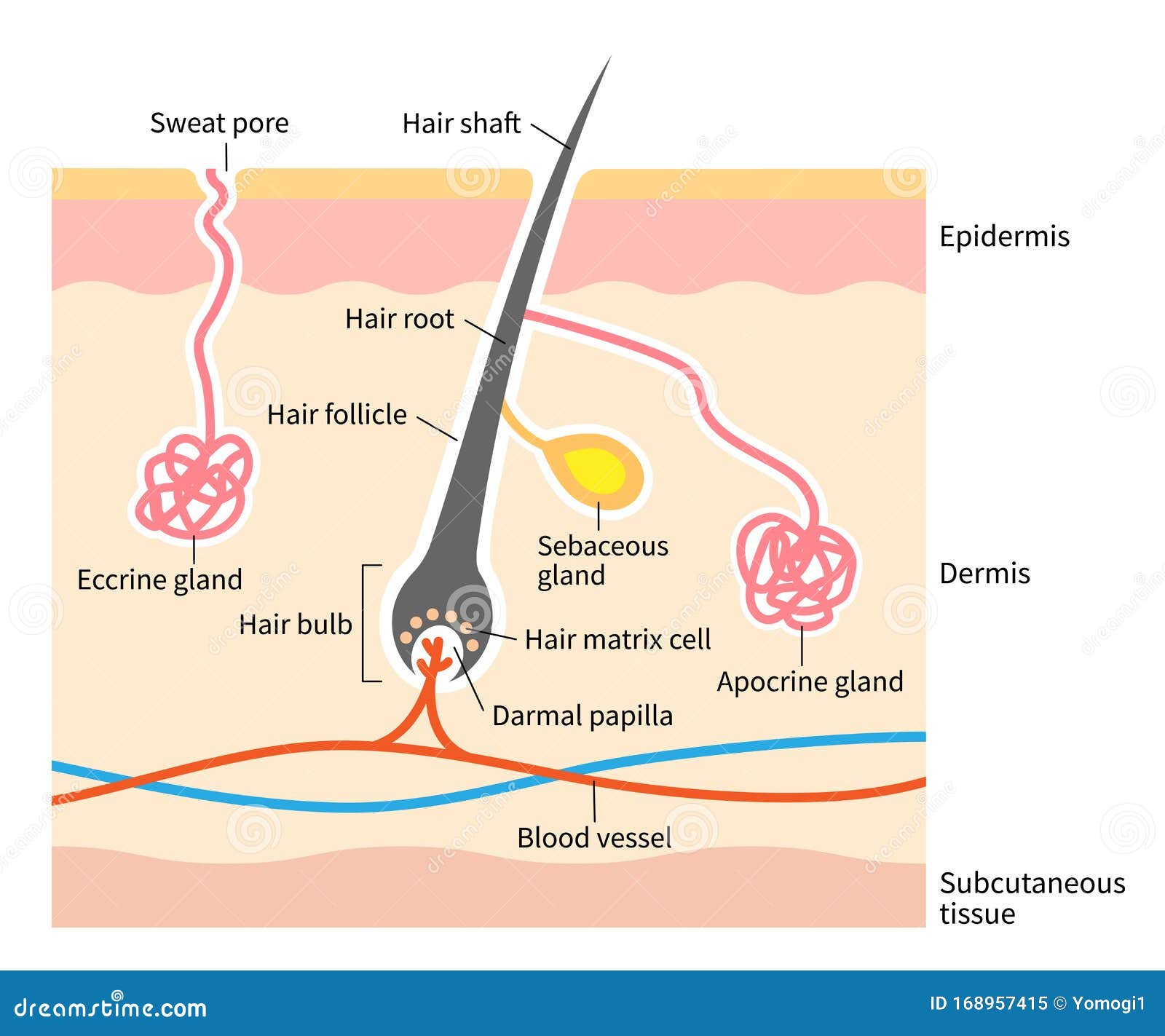 Skin Anatomy Illustration. Apocrine and Eccine Glands with Hair ... Skin Anatomy Illustration. Apocrine and Eccine Glands with Hair ...