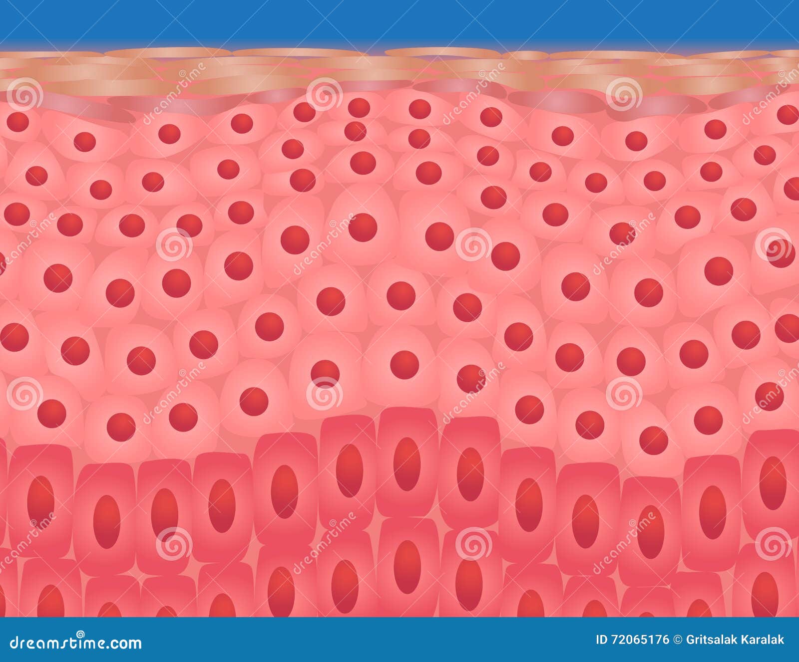 Skin Anatomy Background Stock Illustrations – 5,865 Skin Anatomy ...