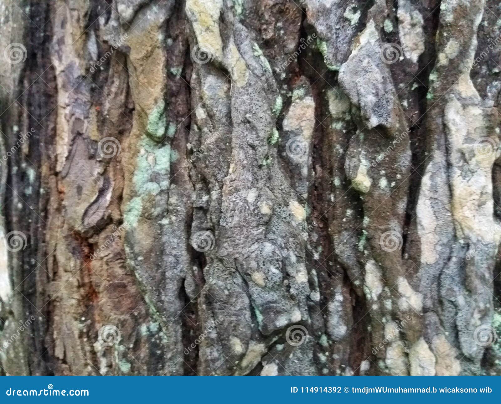 Texture stock photo. Image of background, teks, skin - 114914392