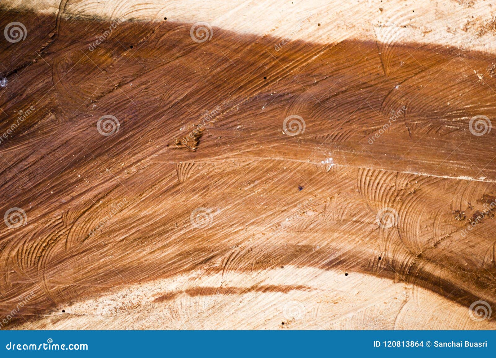 Skin of bark stock photo. Image of grain, outdoor, natural - 120813864