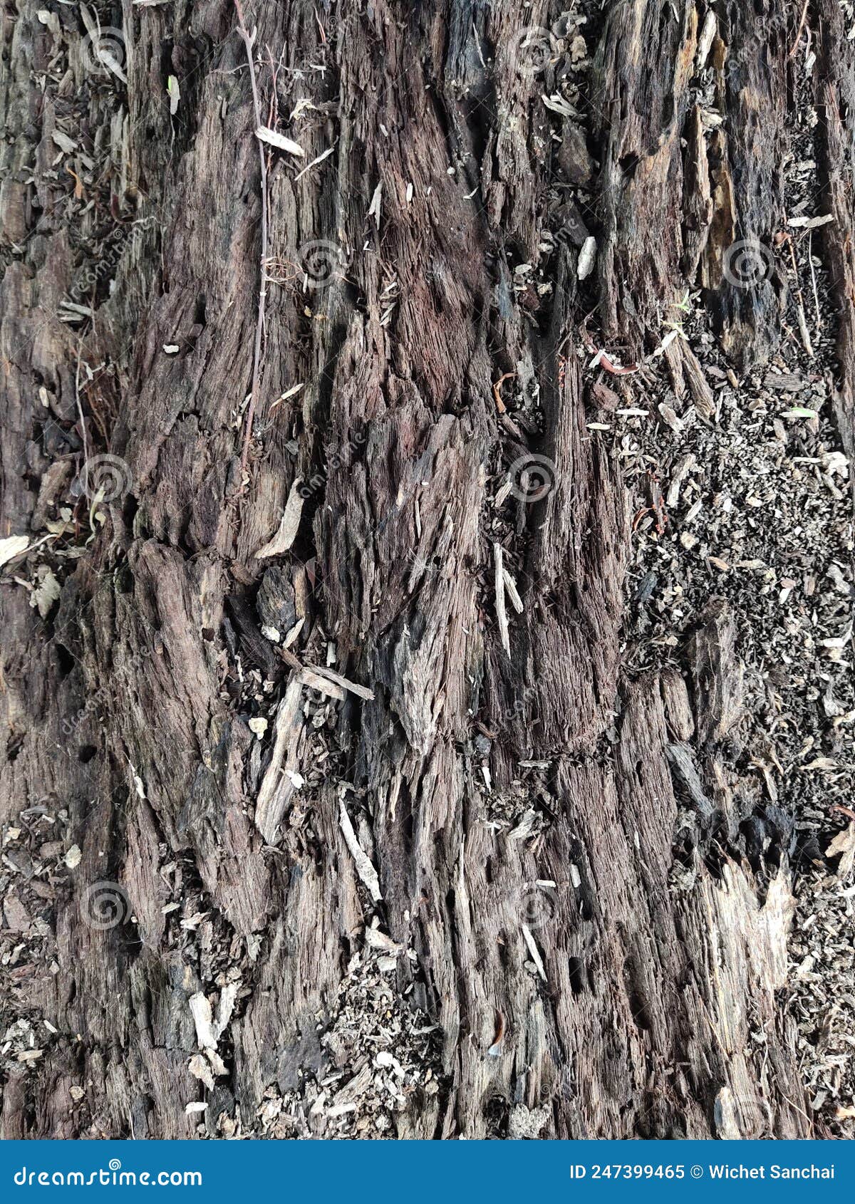 The Skin of the Bark Deteriorates Over Time. Stock Image - Image of ...