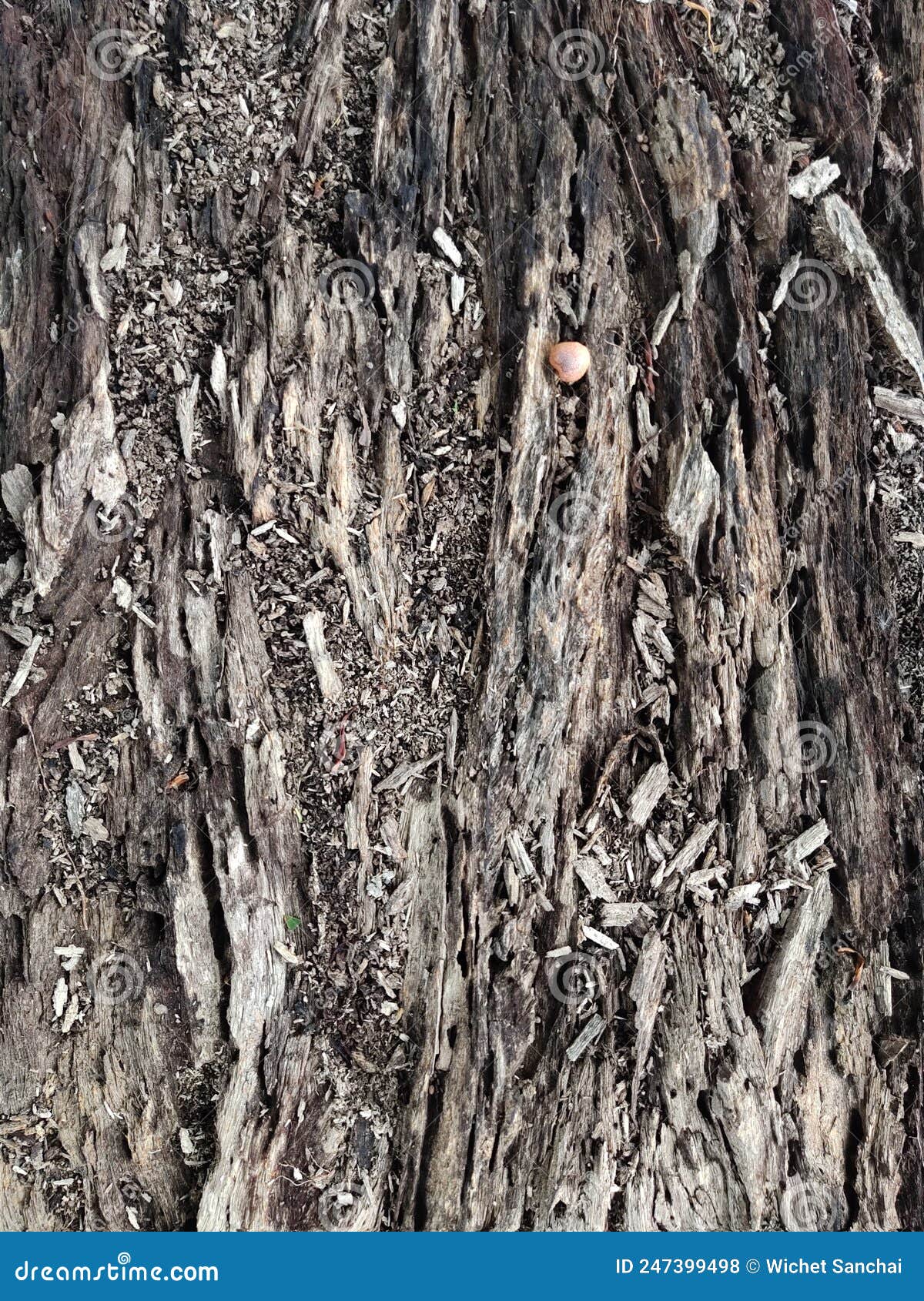 The Skin of the Bark Deteriorates Over Time. Stock Photo - Image of ...