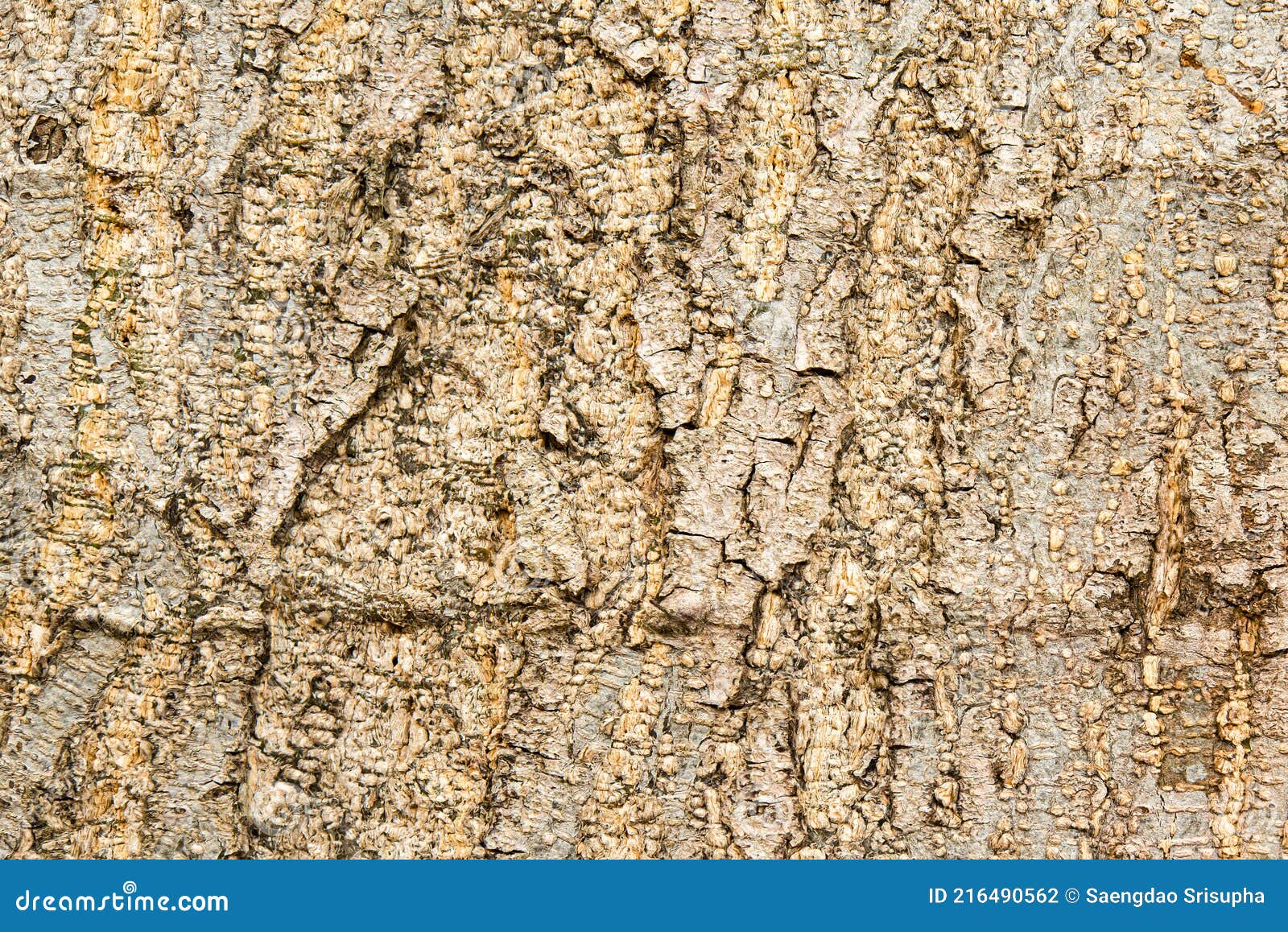 The skin of the bark stock photo. Image of environment - 216490562