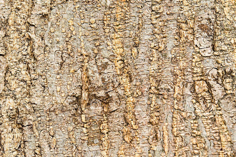 The skin of the bark stock image. Image of outdoor, aging - 217948589