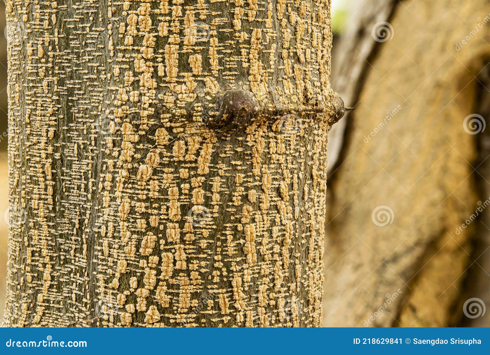 The skin of the bark stock image. Image of environment - 218629841