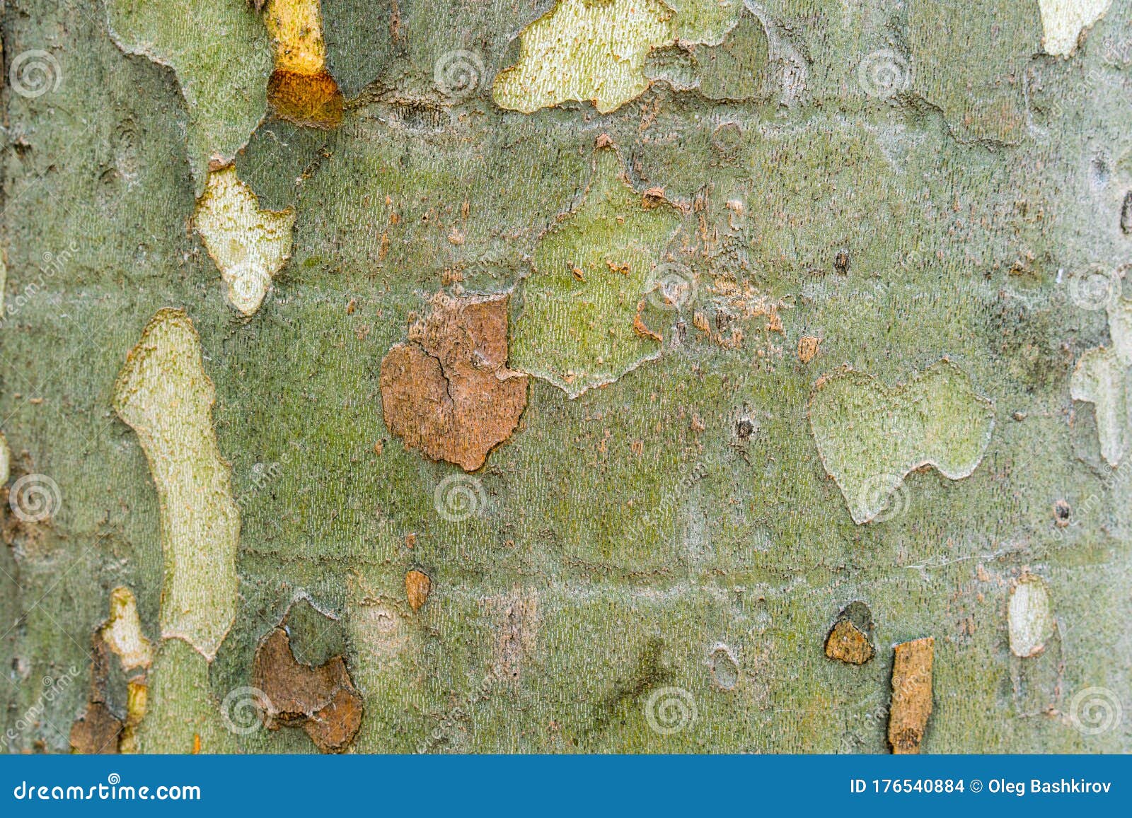 Skin the Bark of a Tree that Traces Cracking. Background or Texture of ...