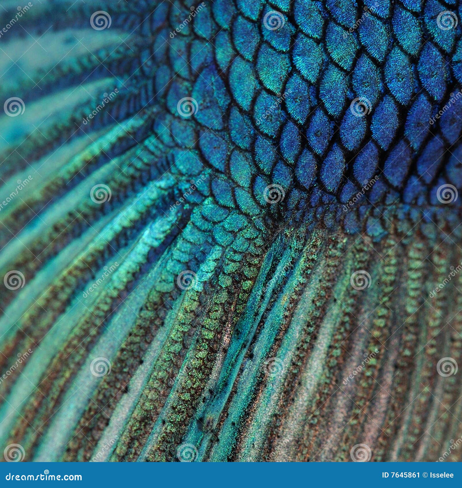 Fish Scales Close Up