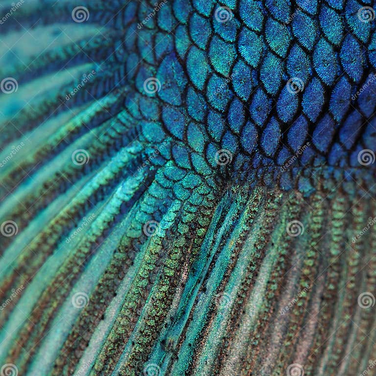 Skin of a Blue Siamese Fighting Fish Stock Image - Image of full, frame ...