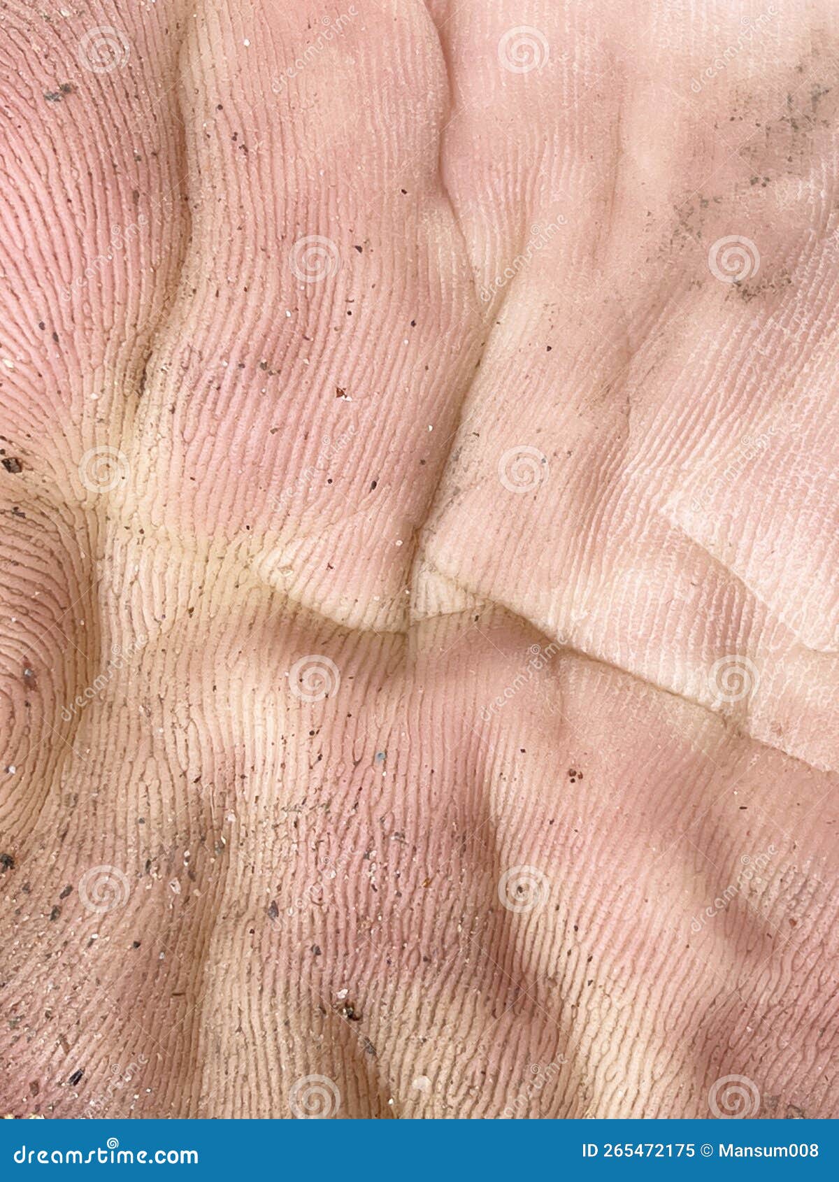 Skin body texture stock image. Image of care, natural - 265472175