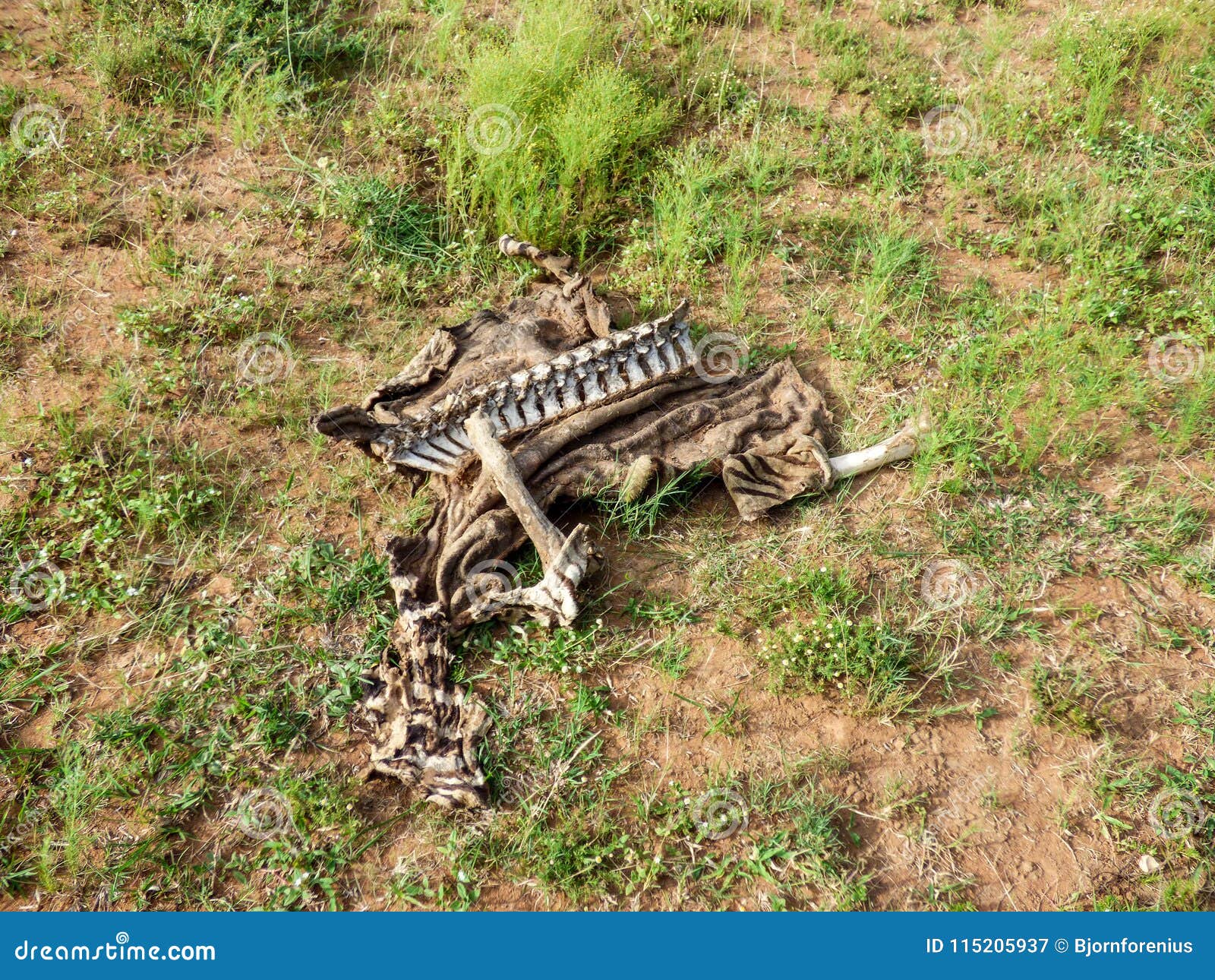 Skin and Bones from a Dead Zebra Stock Image - Image of wild, wildlife ...