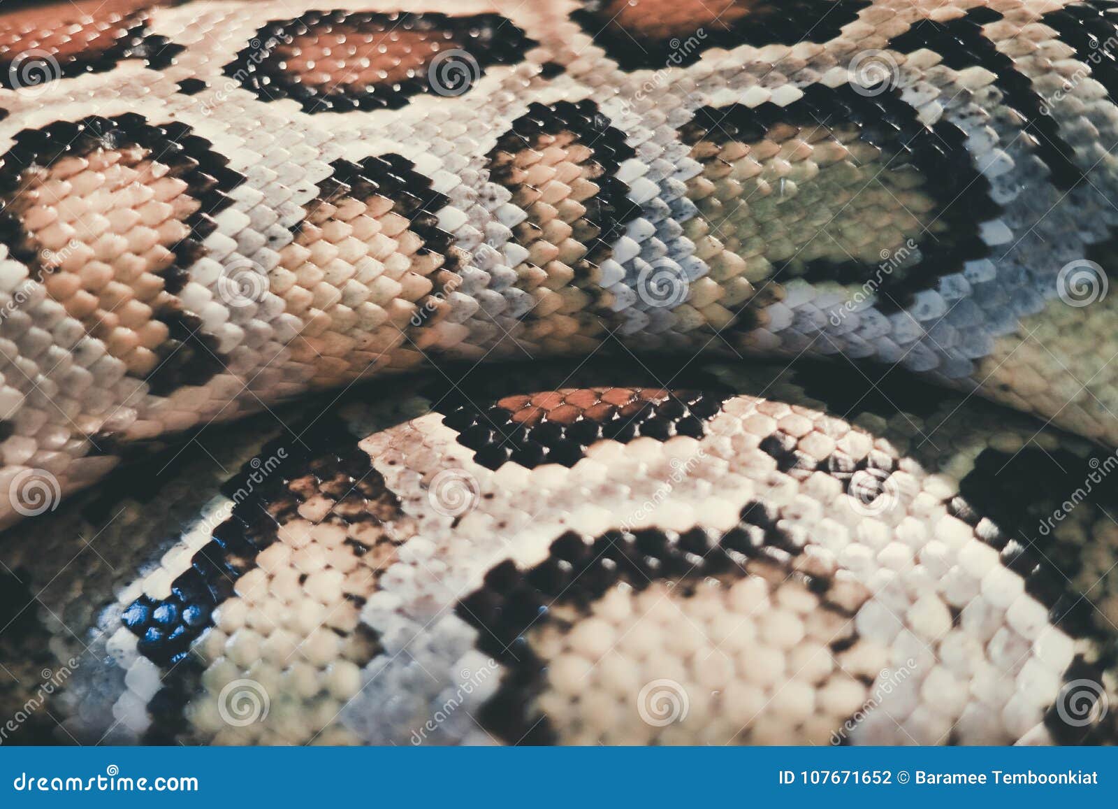 Skin of Burmese Python,Python Bivittatus,IUCN Red List Data Vulnerable ...