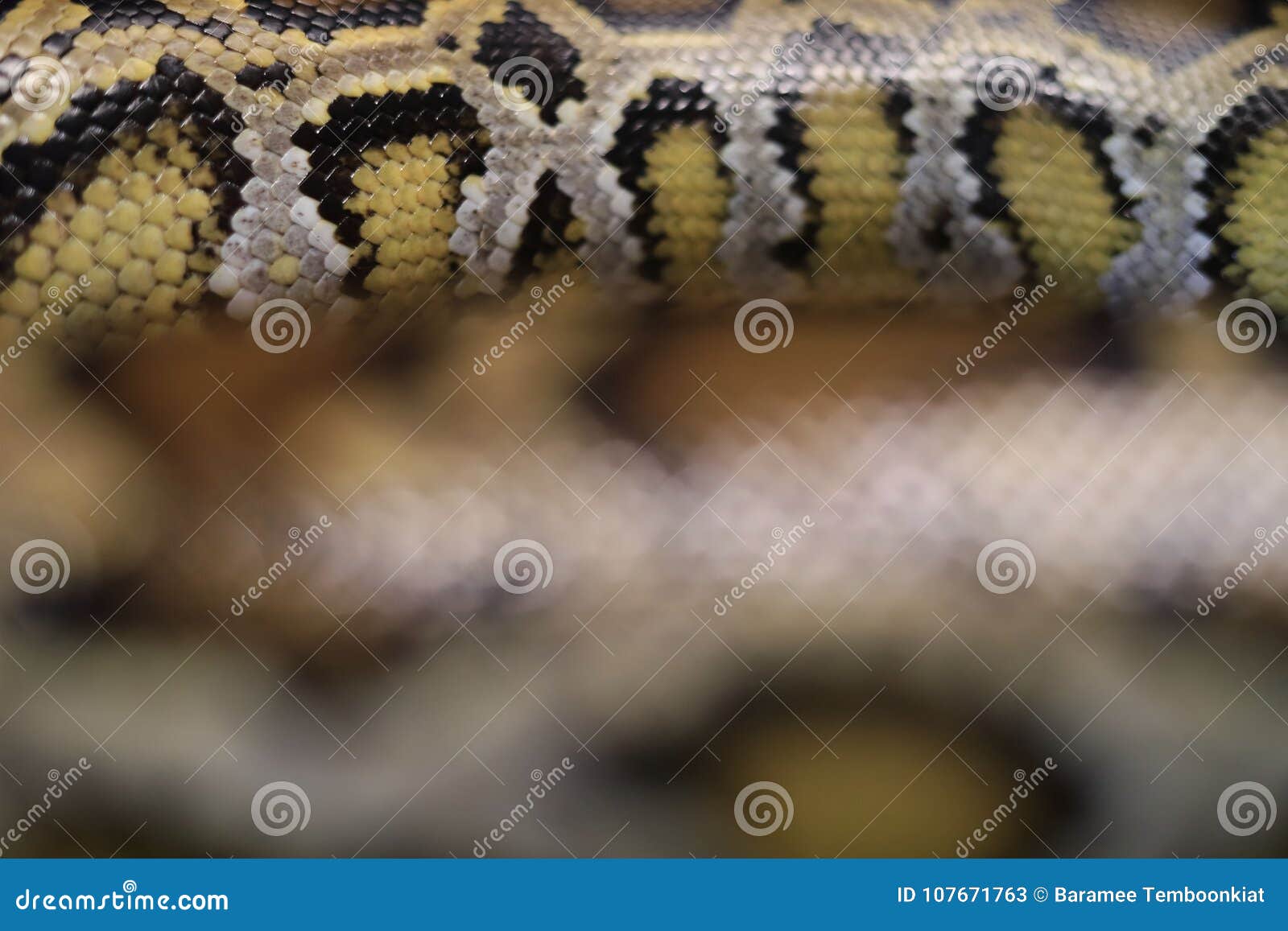 Skin of Burmese Python,Python Bivittatus,IUCN Red List Data Vulnerable ...
