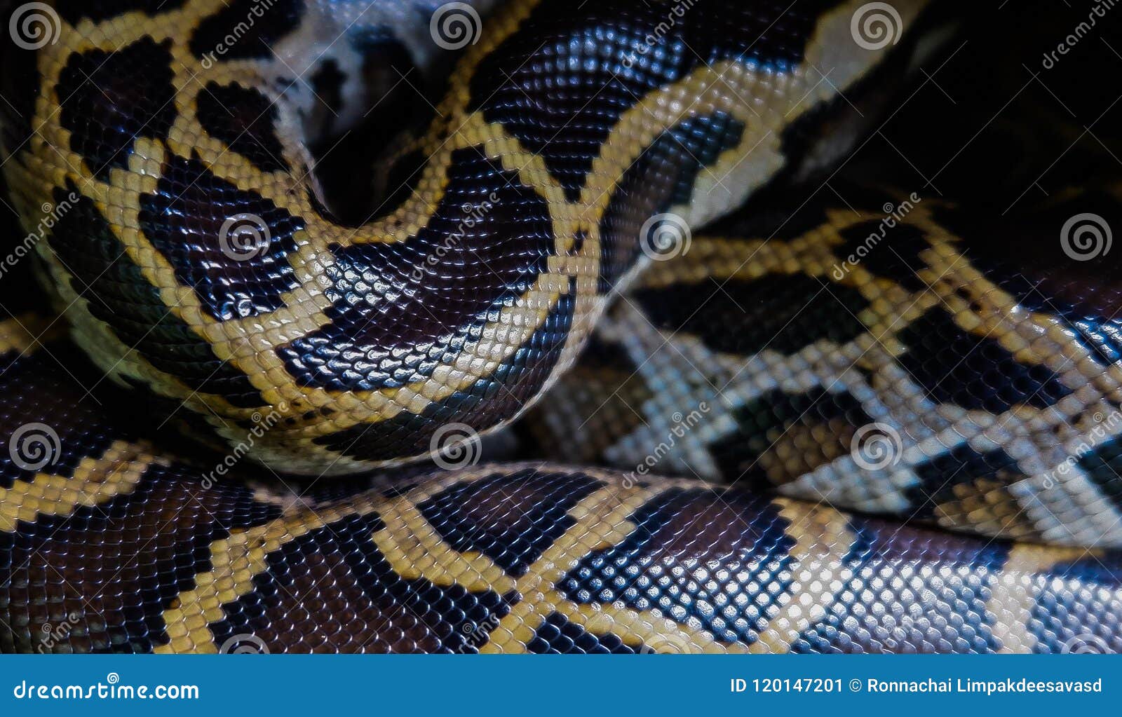 Skin of Burmese Python,Python Bivittatus,IUCN Red List Data Vulnerable ...
