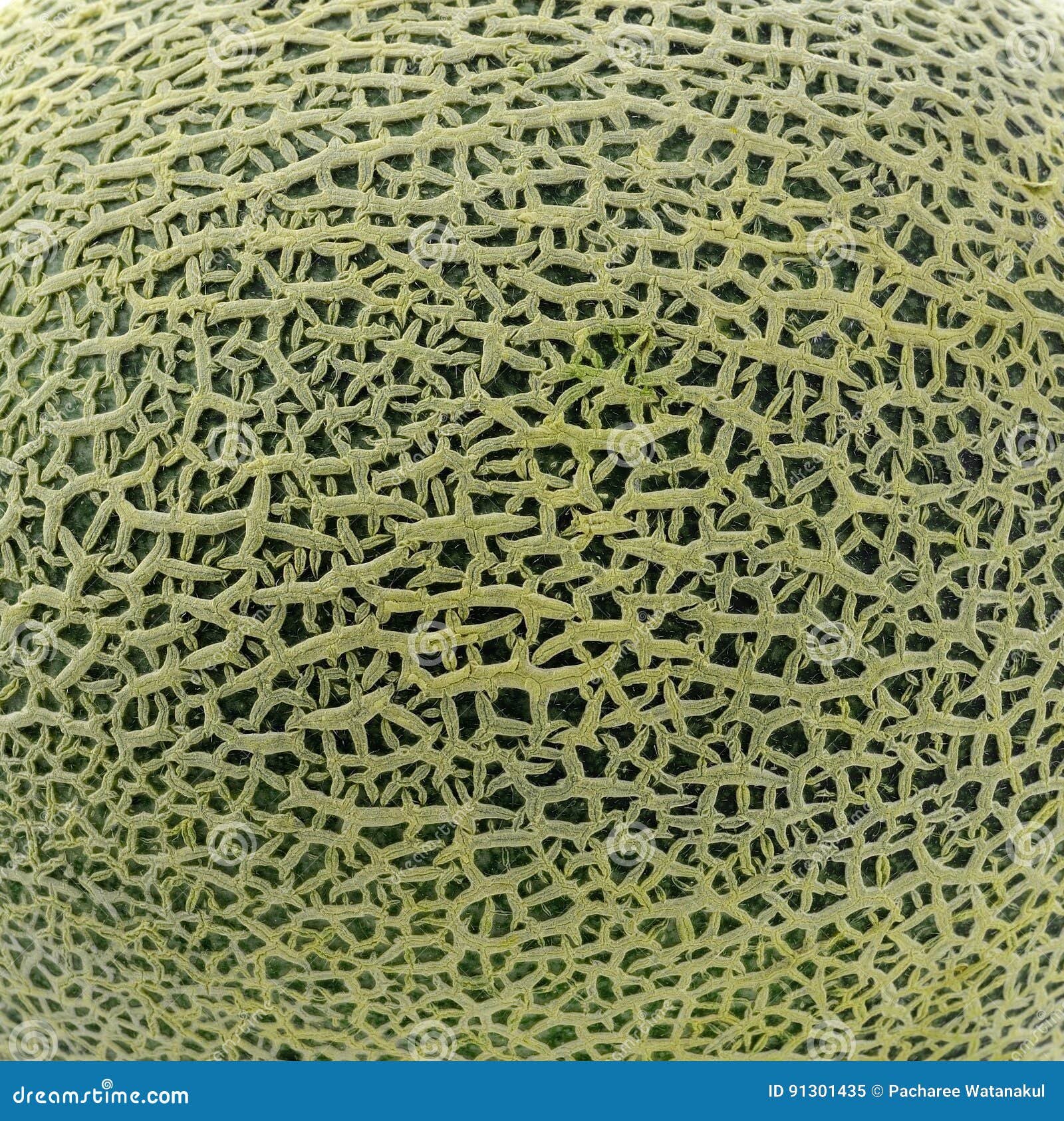 Skin of Cantaloupe Melon for Texture and Background Stock Image - Image ...