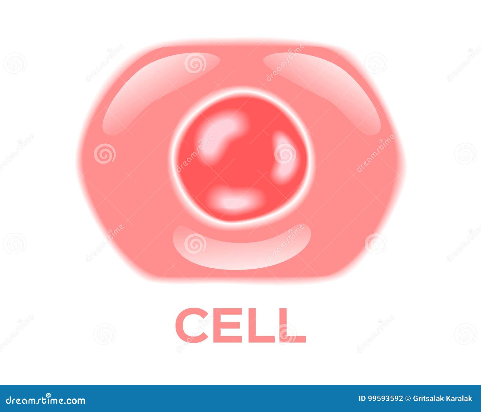 Skin Cell Turnover Anatomy And Woman Face. Melanin And Melanocytes In ...