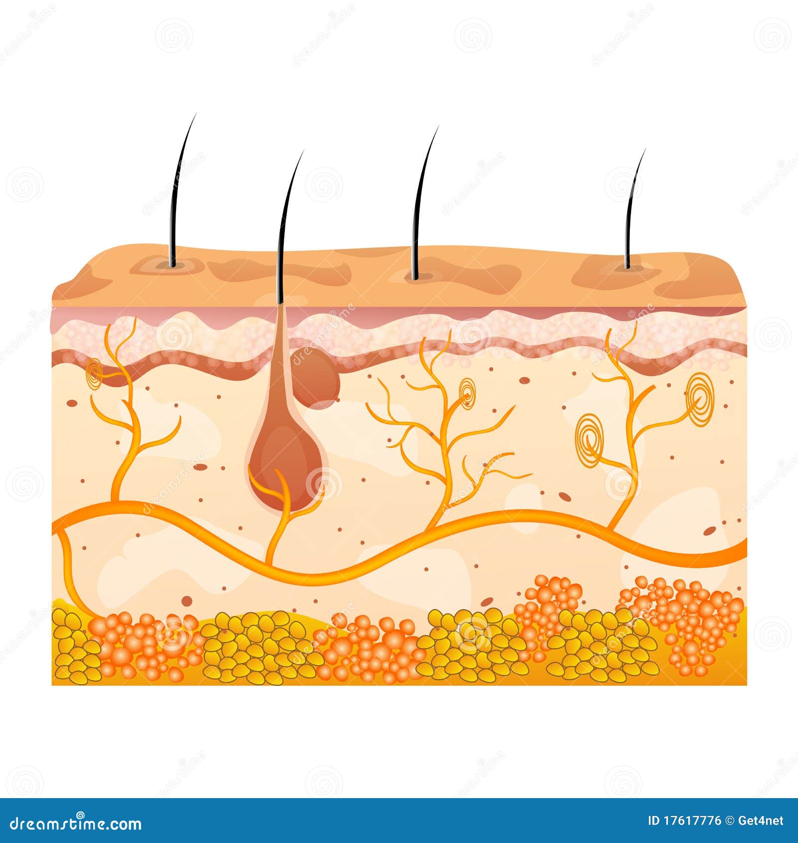 Skin cells stock illustration. Illustration of follicle - 17617776