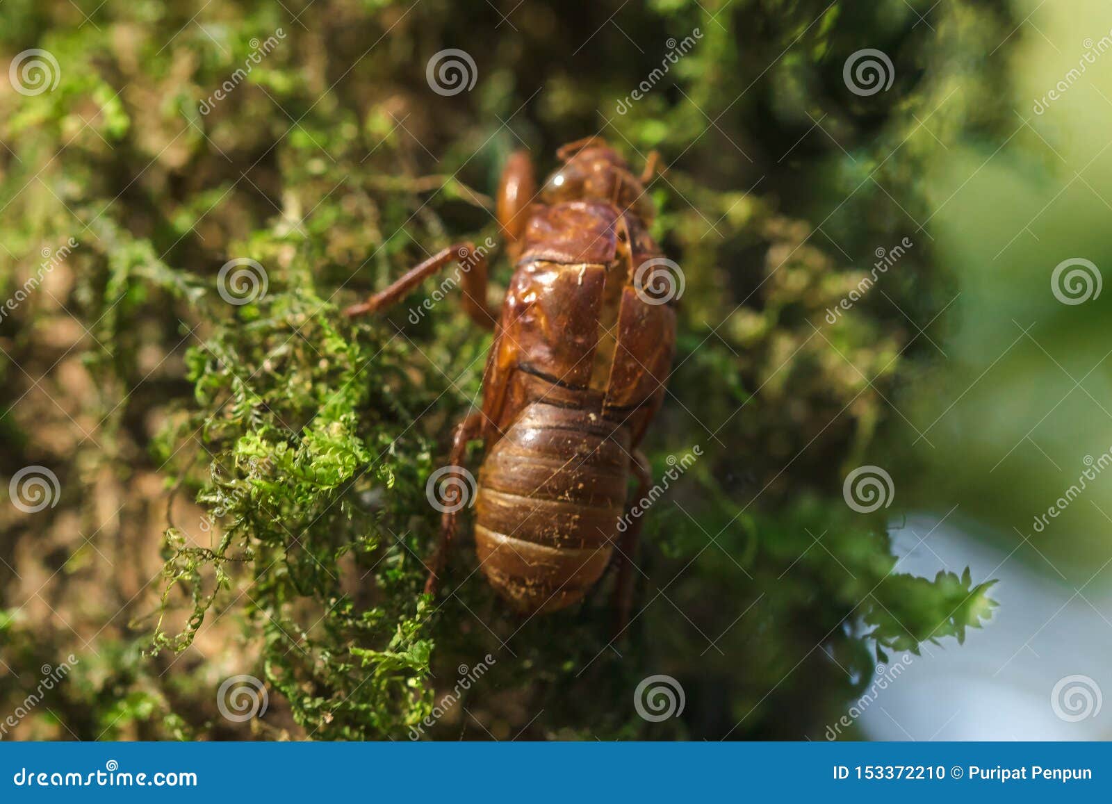 The Skin of a Cicada on a Tree Stock Photo - Image of brown, fauna ...