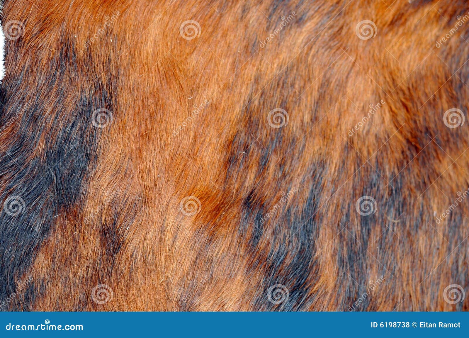 Skin of a cow stock photo. Image of farm, skin, close - 6198738