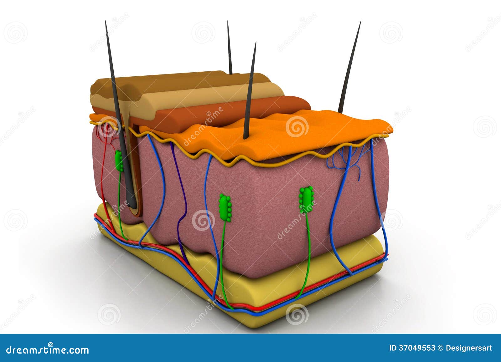 Skin cross section stock illustration. Illustration of biology - 37049553