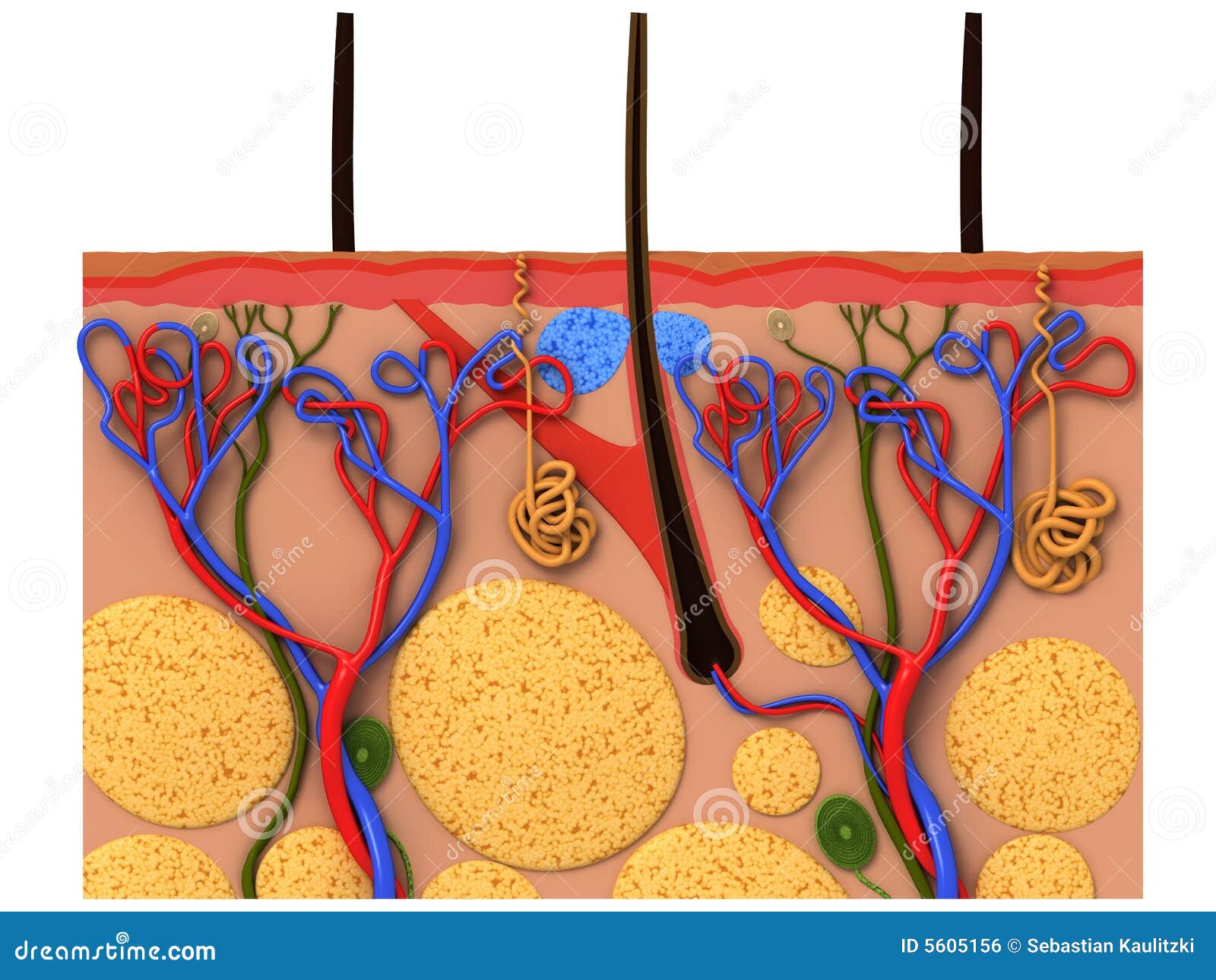 Skin cut stock illustration. Illustration of nerve, hair - 5605156