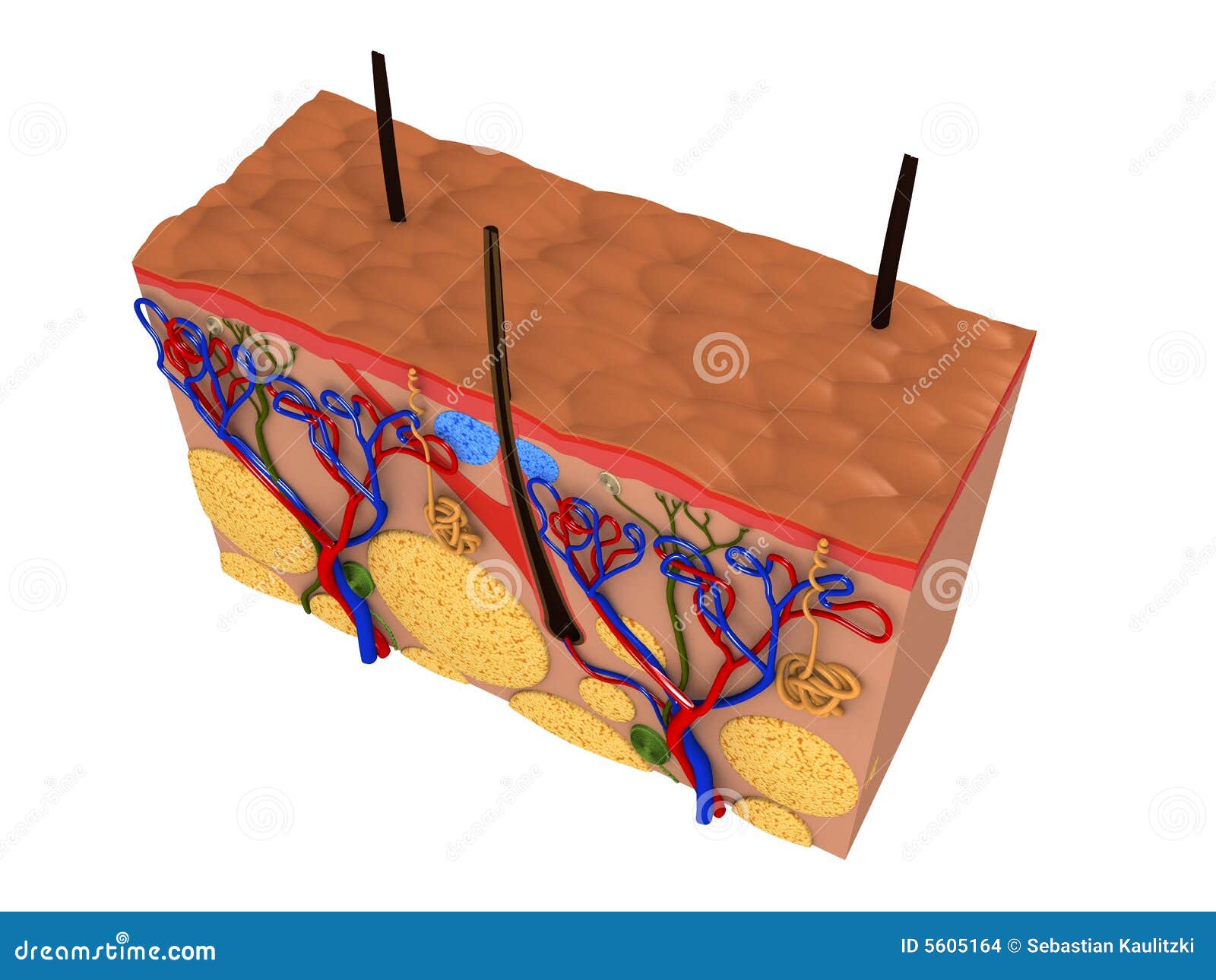 Skin cut stock illustration. Illustration of medical, layer - 5605164