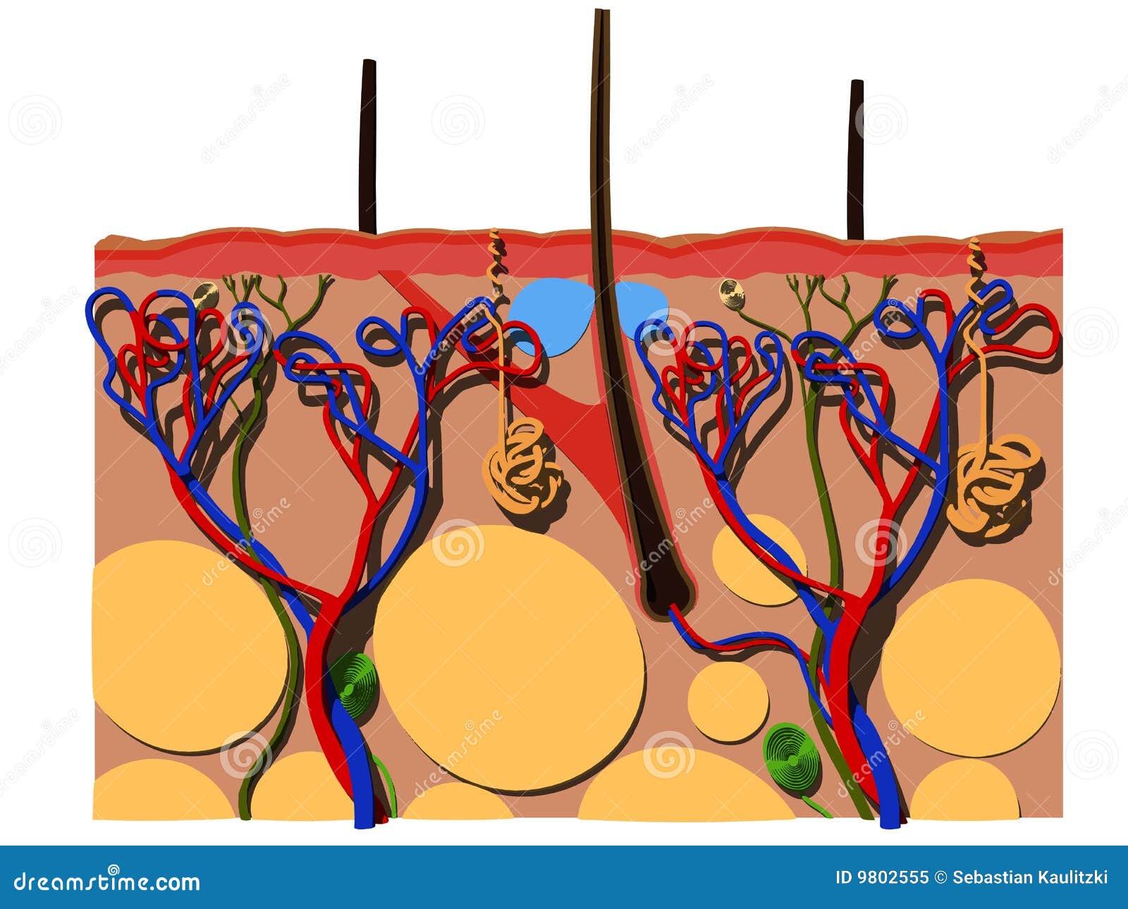 Skin cut stock illustration. Illustration of pore, muscle - 9802555