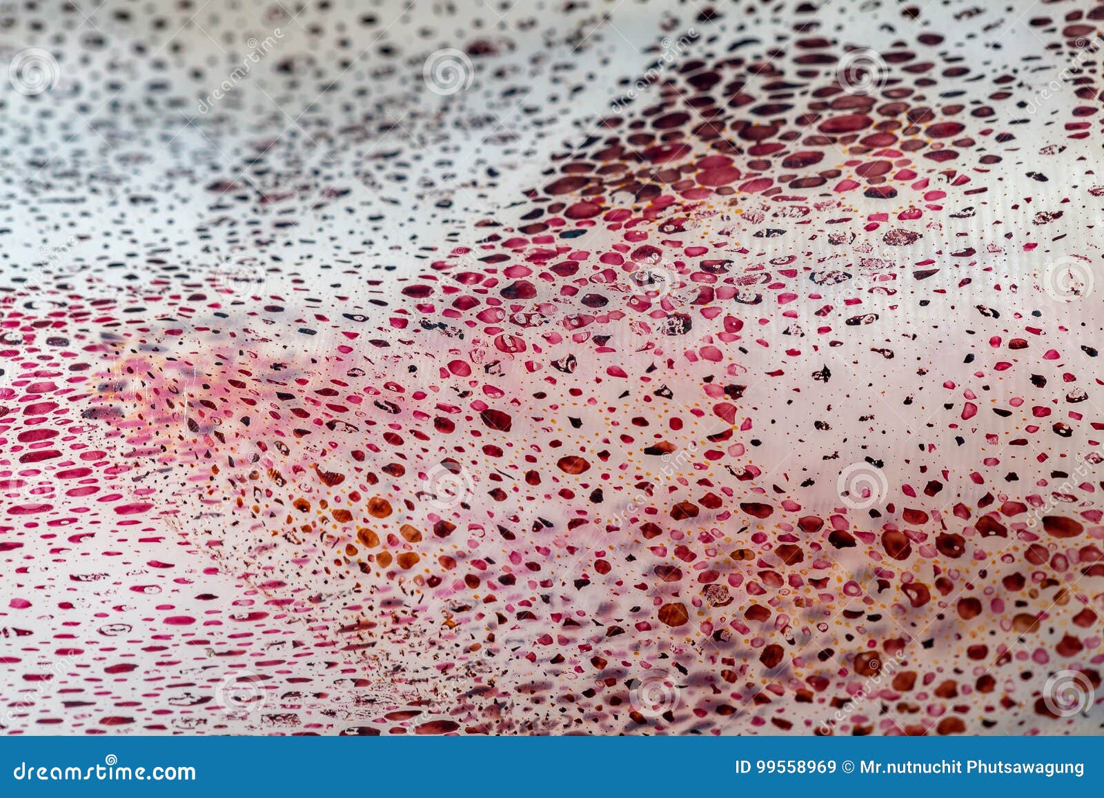 Skin cuttlefish stock image. Image of abstract, color - 99558969