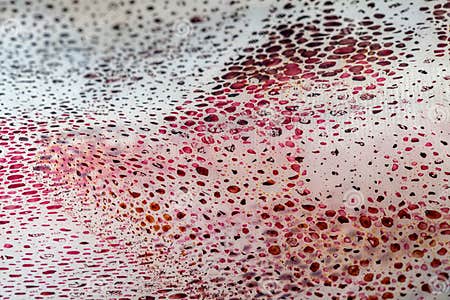 Skin cuttlefish stock image. Image of abstract, color - 99558969