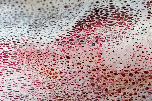 Skin cuttlefish stock image. Image of abstract, color - 99558969